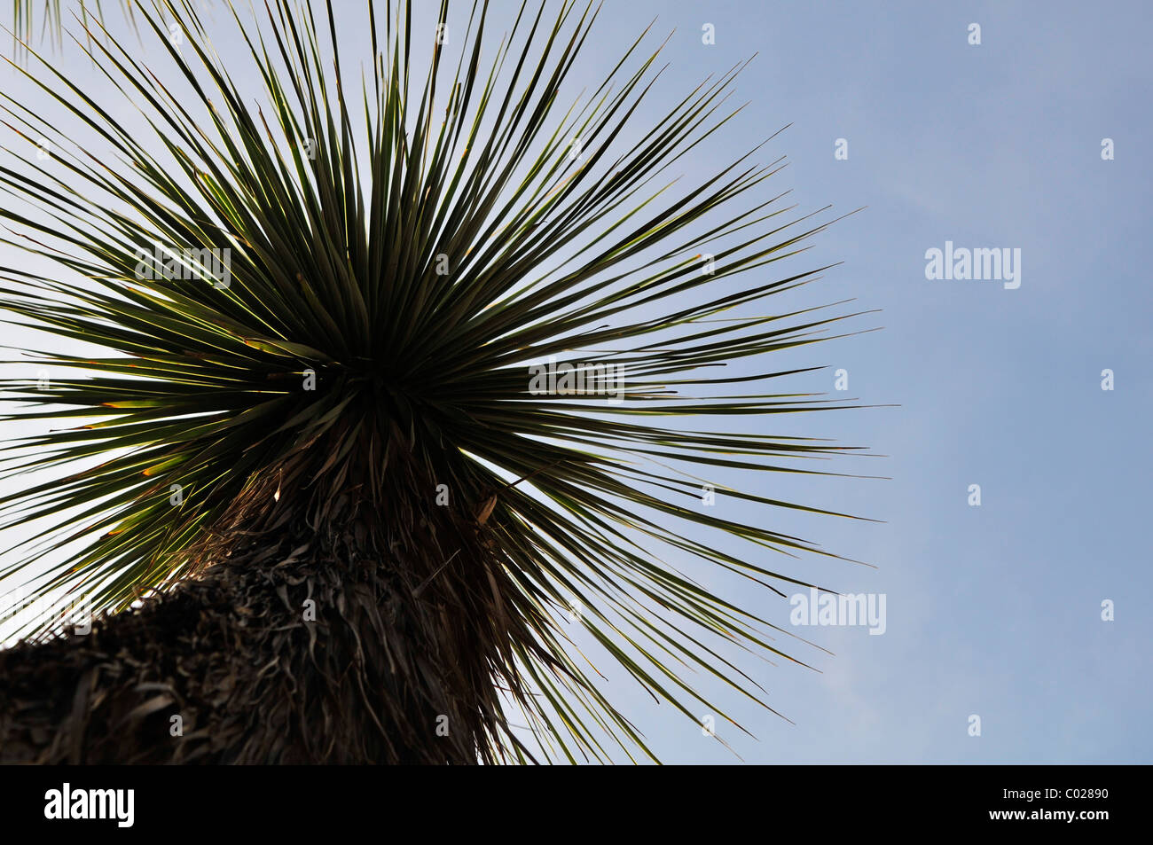 Yucca plant pattern hi-res stock photography and images - Alamy