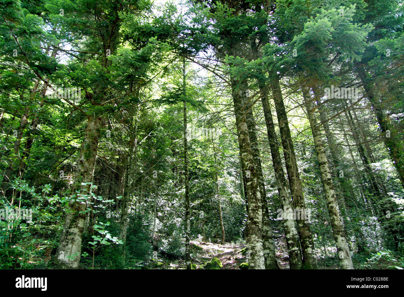 Pyrenees trees forest mountain scenic in summer nature Stock Photo - Alamy