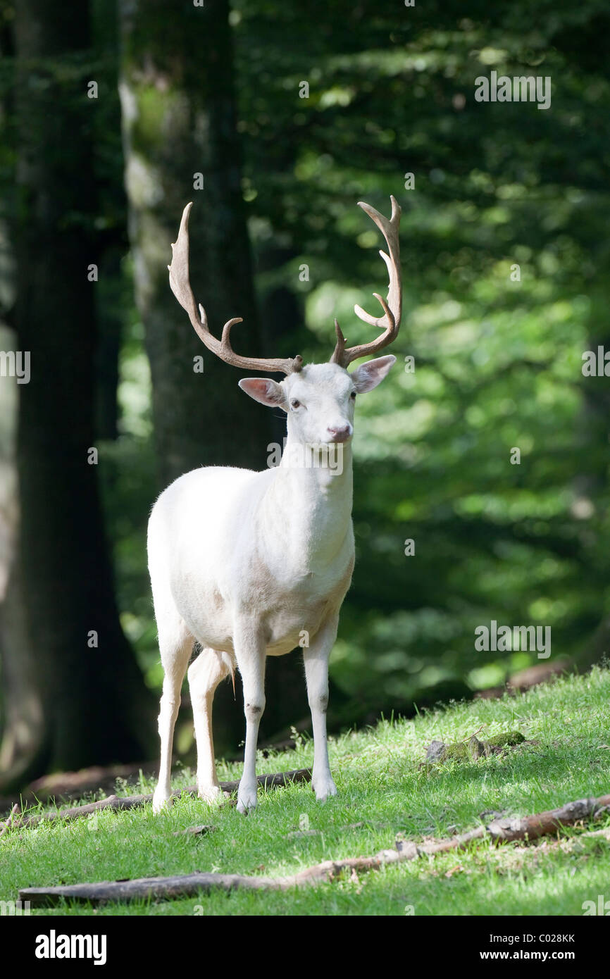 Albino fallow deer hi-res stock photography and images - Alamy