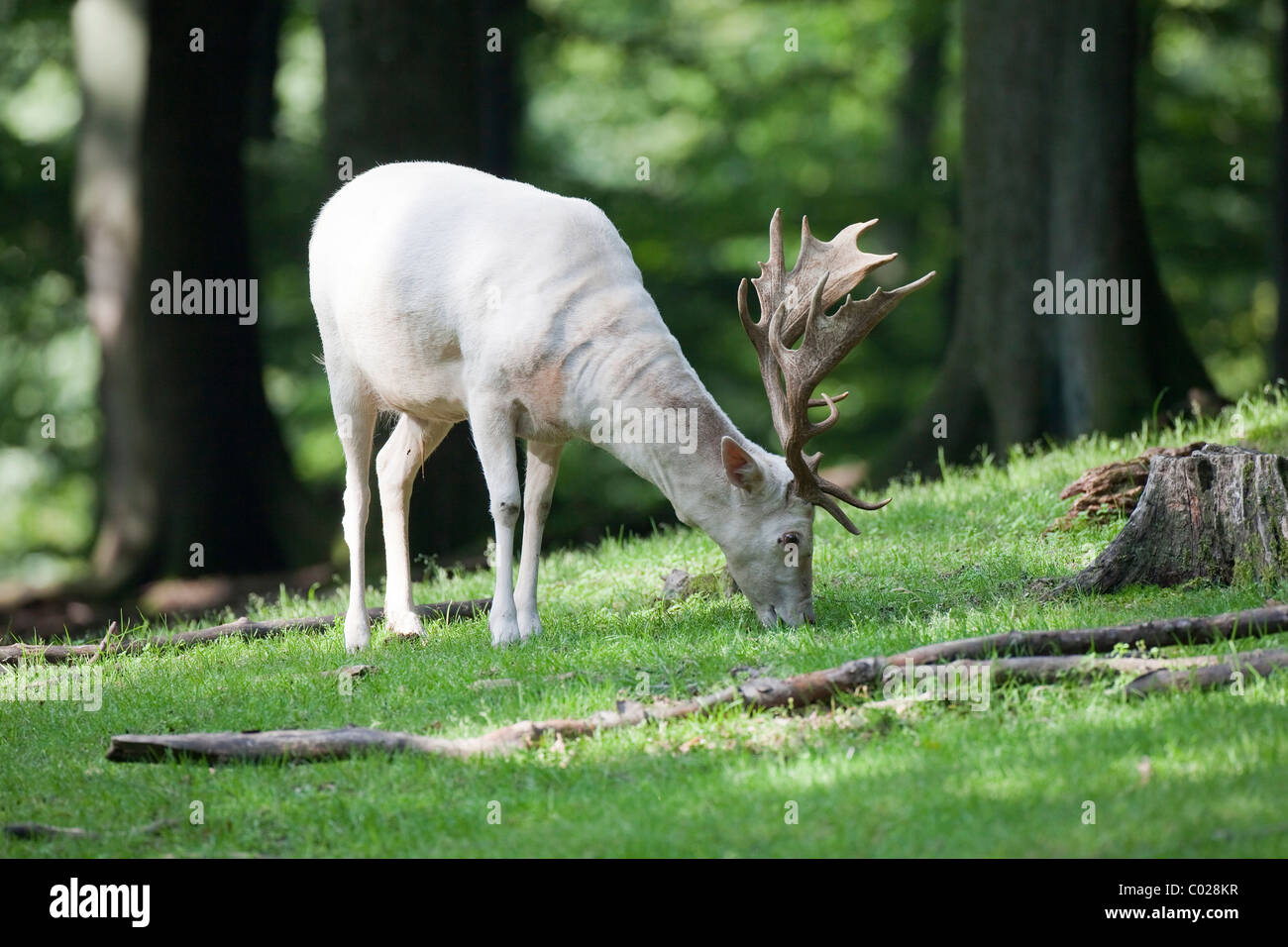 Albino Fallow Deer (Dama dama), Daun Wildlife Park, Rhineland ...