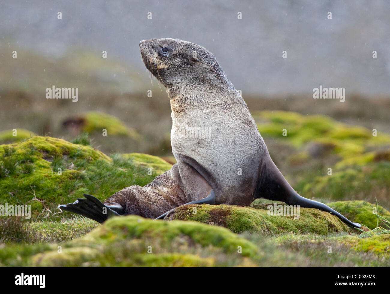 Antarctic Fur Seal (arctocephalus gazella), Moltke Harbour, South ...