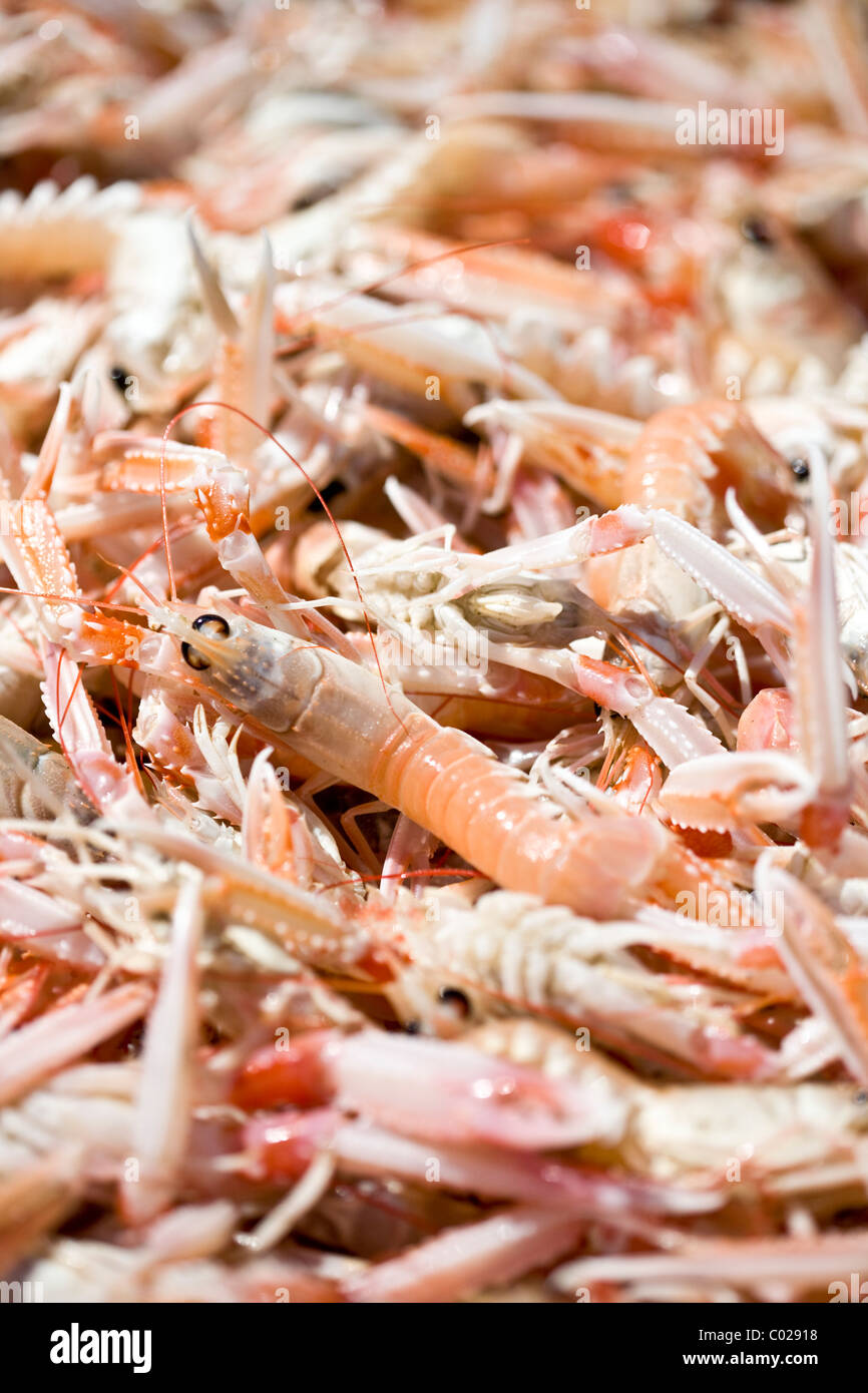Langoustine boat hi-res stock photography and images - Alamy