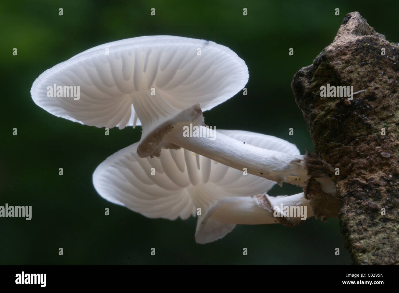 Porcelain Mushroom or Porcelain Fungus (Oudemansiella mucida Stock ...