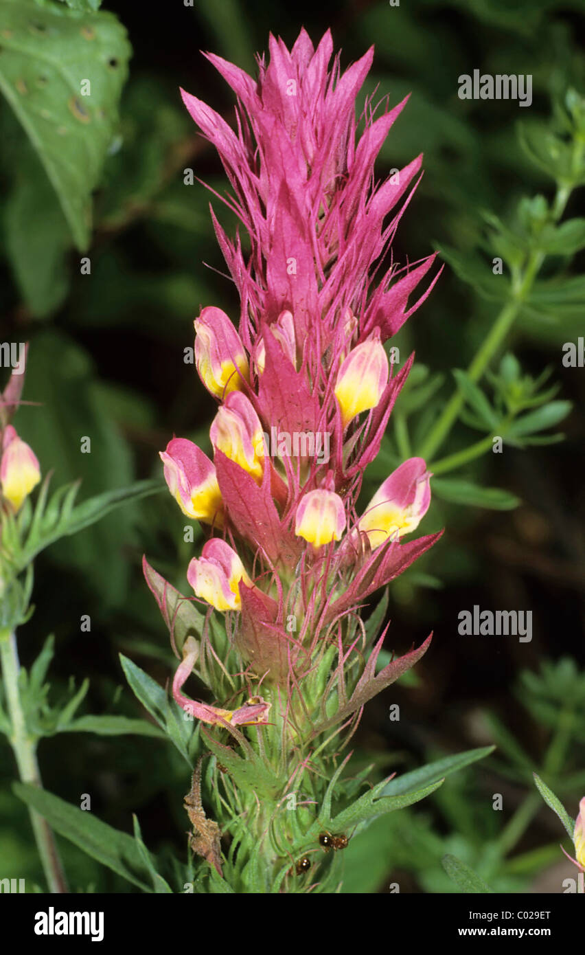 Field cow-wheat (Melampyrum arvense Stock Photo - Alamy