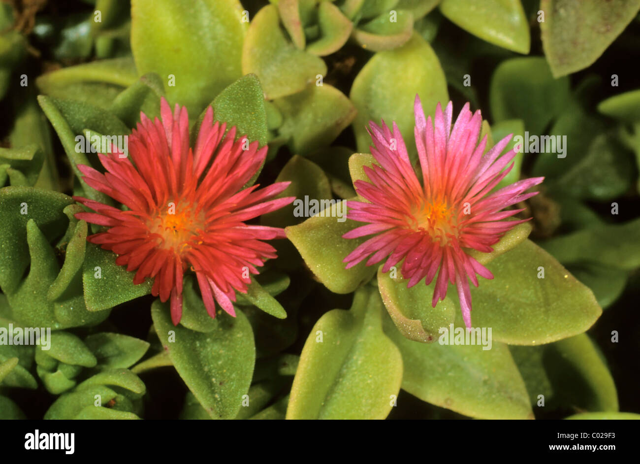 Heartleaf iceplant, baby sun rose (Aptenia cordifolia), Cyprus island ...