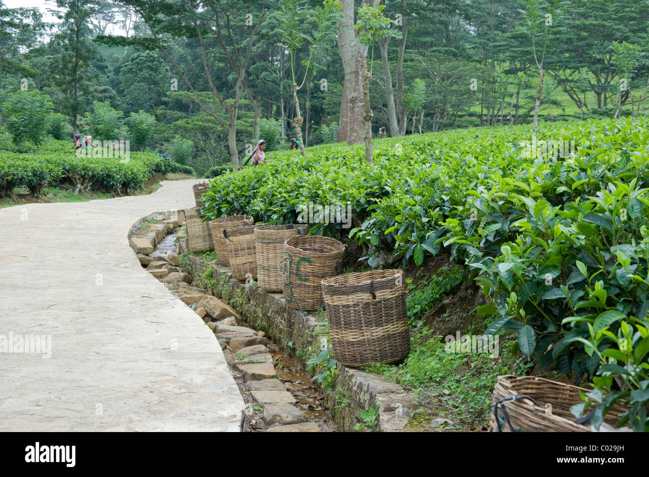 Tea pickers hi-res stock photography and images - Alamy
