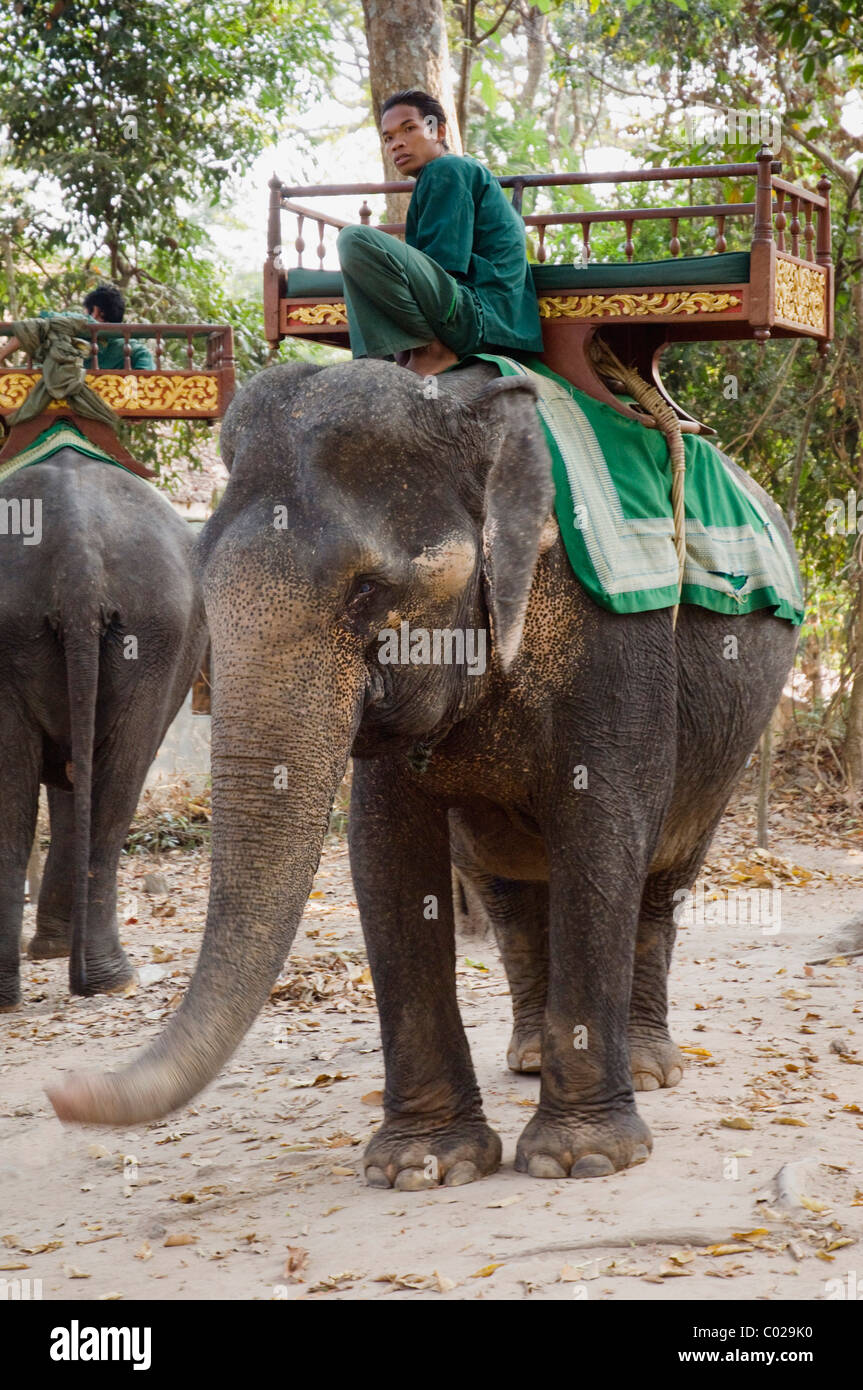Asian elephant cambodia hi-res stock photography and images - Alamy