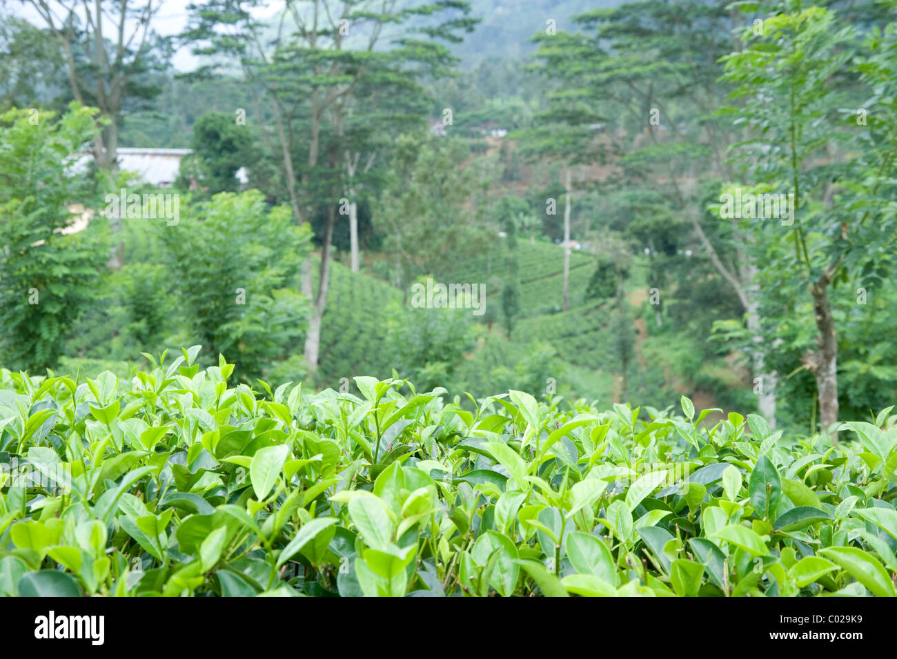 Tea bushes hi-res stock photography and images - Alamy