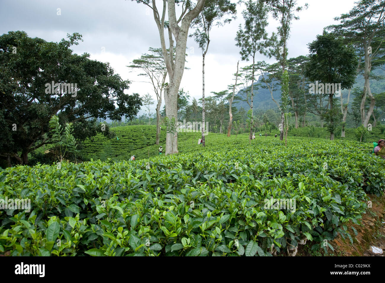 Tea plantation in Sri Lanka Stock Photo - Alamy