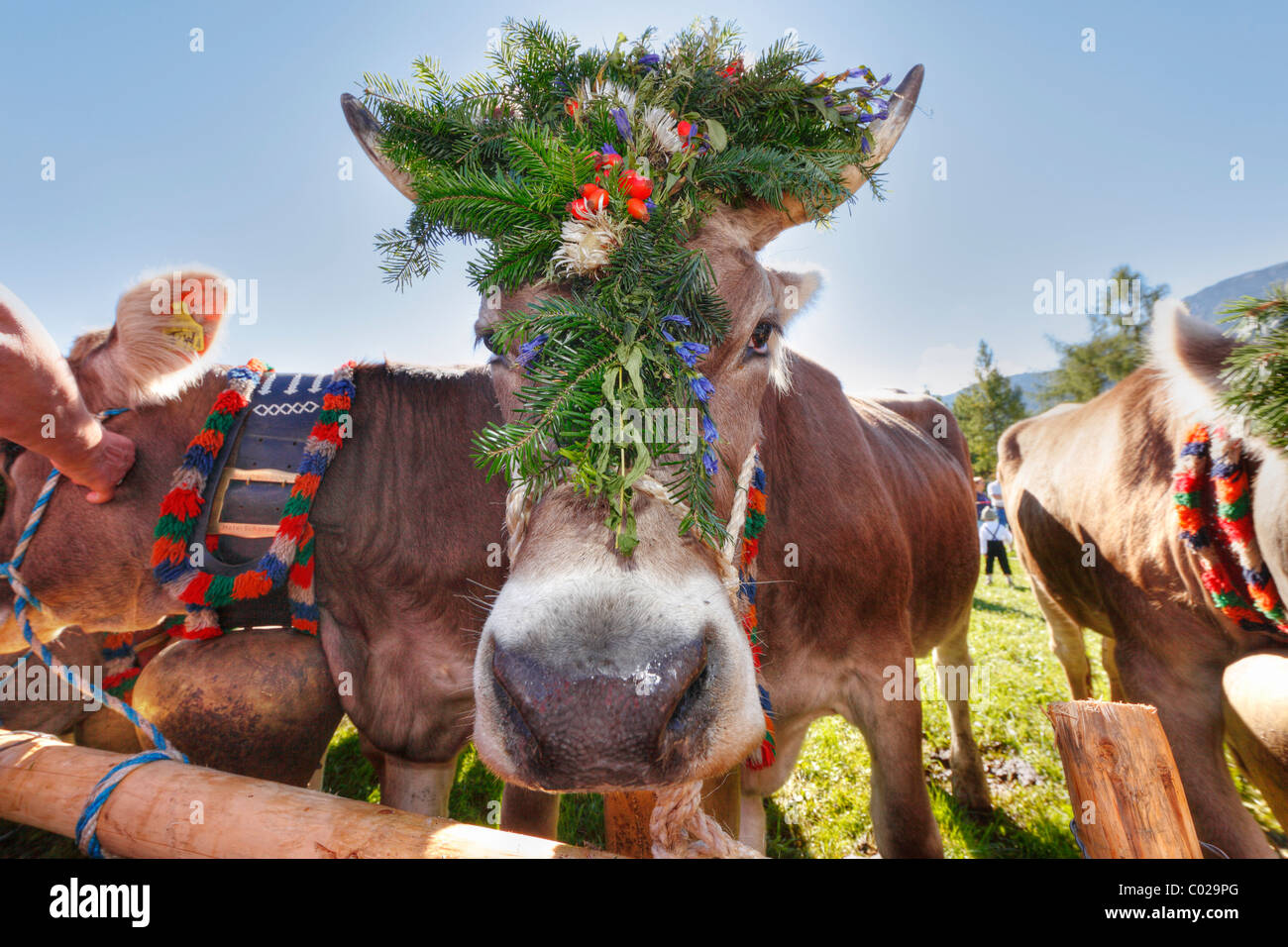 Adorned cow, ceremonial driving down of cattle from the mountain ...