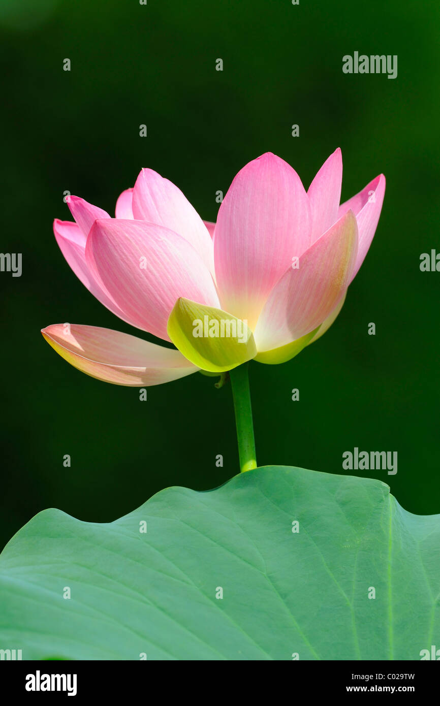 Indian Lotus, Sacred Lotus, Bean of India (Nelumbo nucifera Stock Photo ...