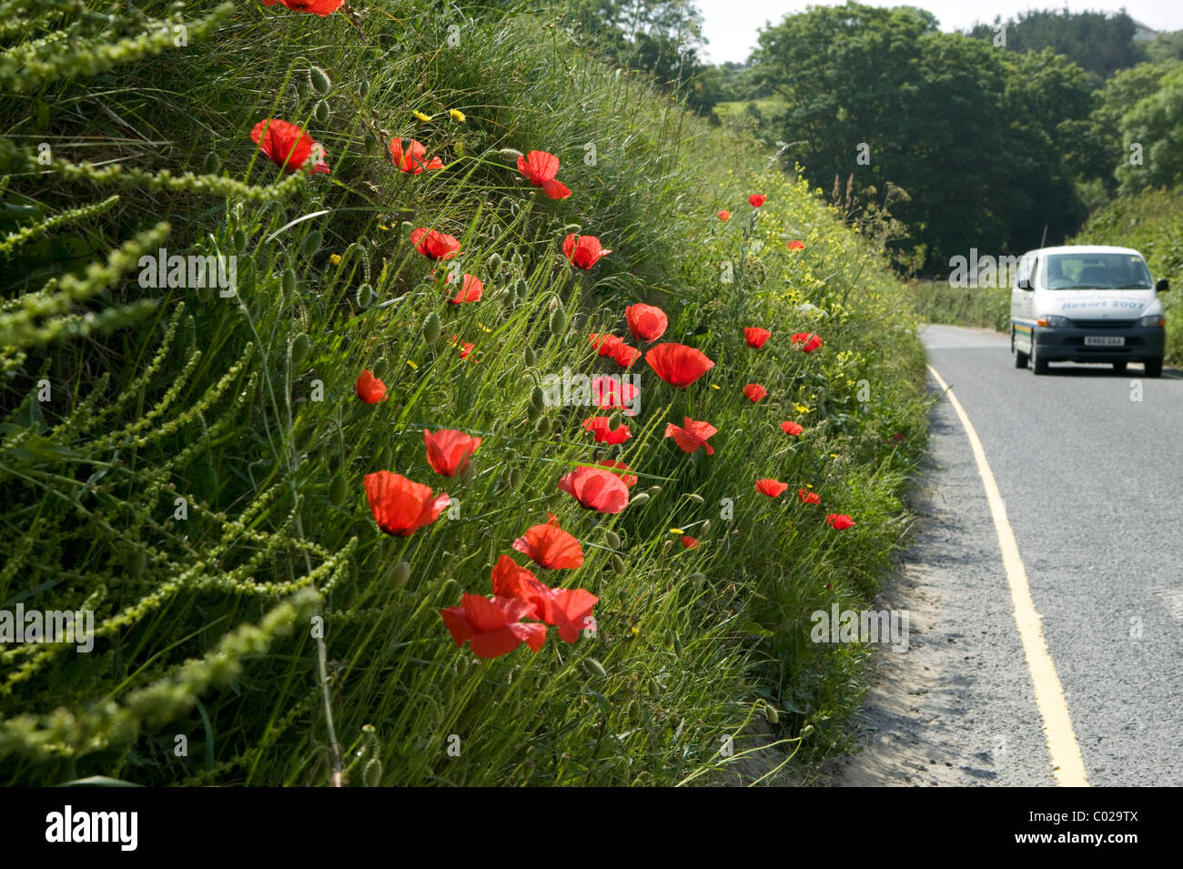 Poppies growing wild on a roadside verge Stock Photo - Alamy