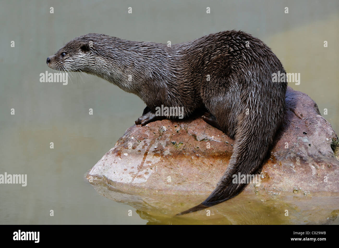 Eurasian otter, Eurasian river otter (Lutra lutra Stock Photo - Alamy