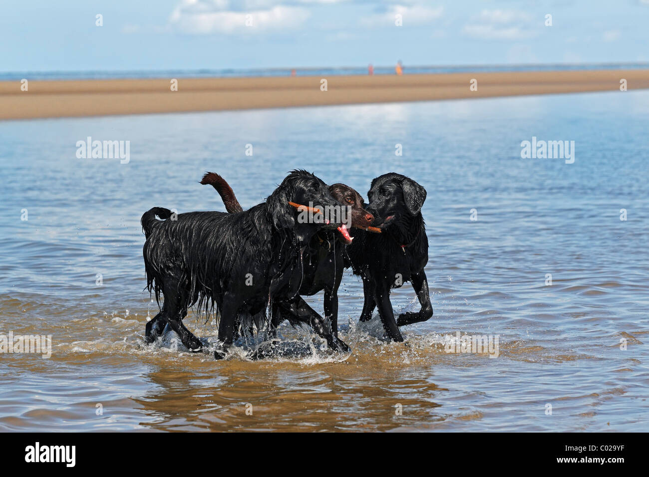 Three labradors hi-res stock photography and images - Alamy