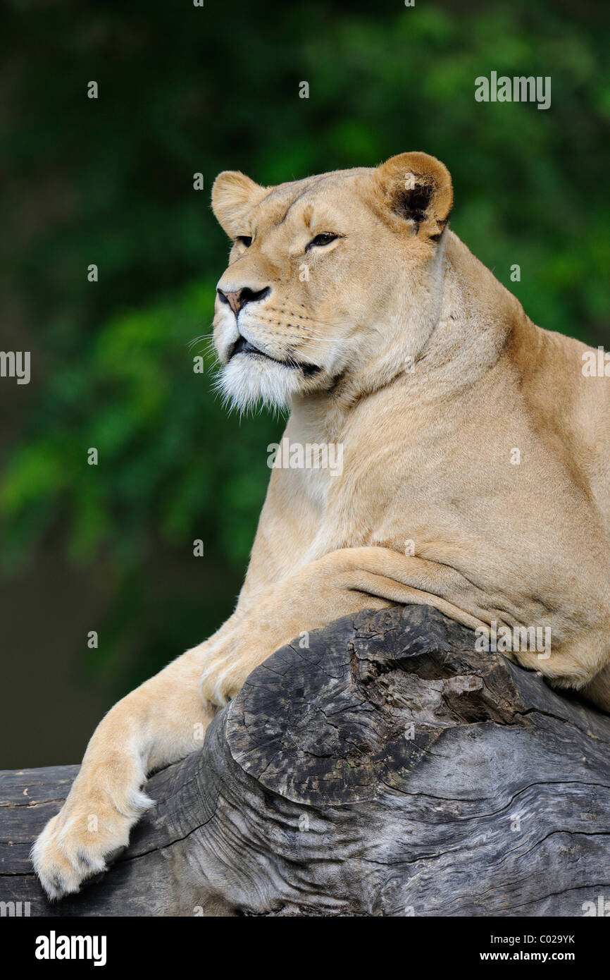 Female lion laying hi-res stock photography and images - Alamy