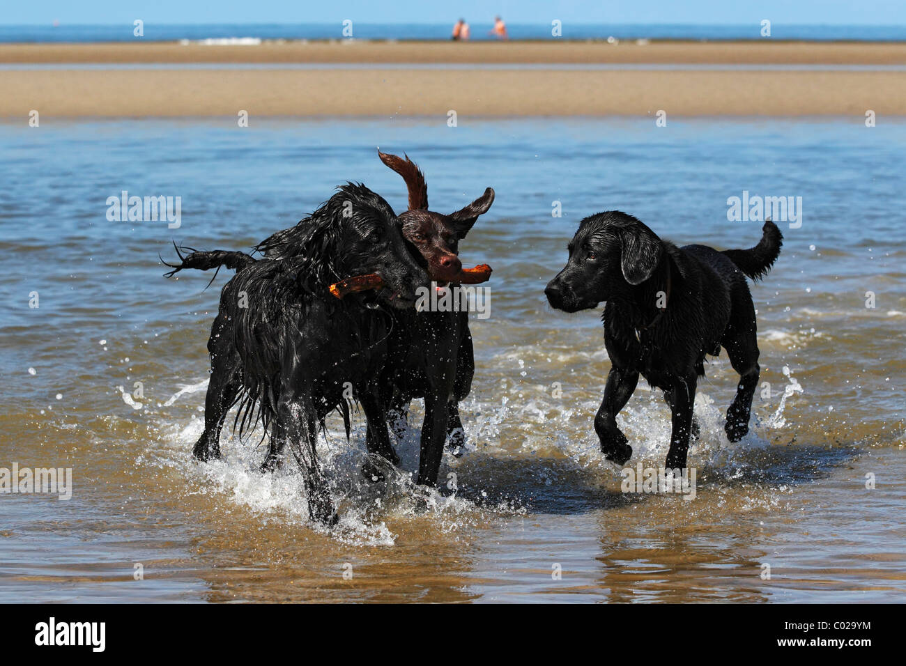 Three retriever dogs, Flat-Coated Retriever, left, and two Labrador ...