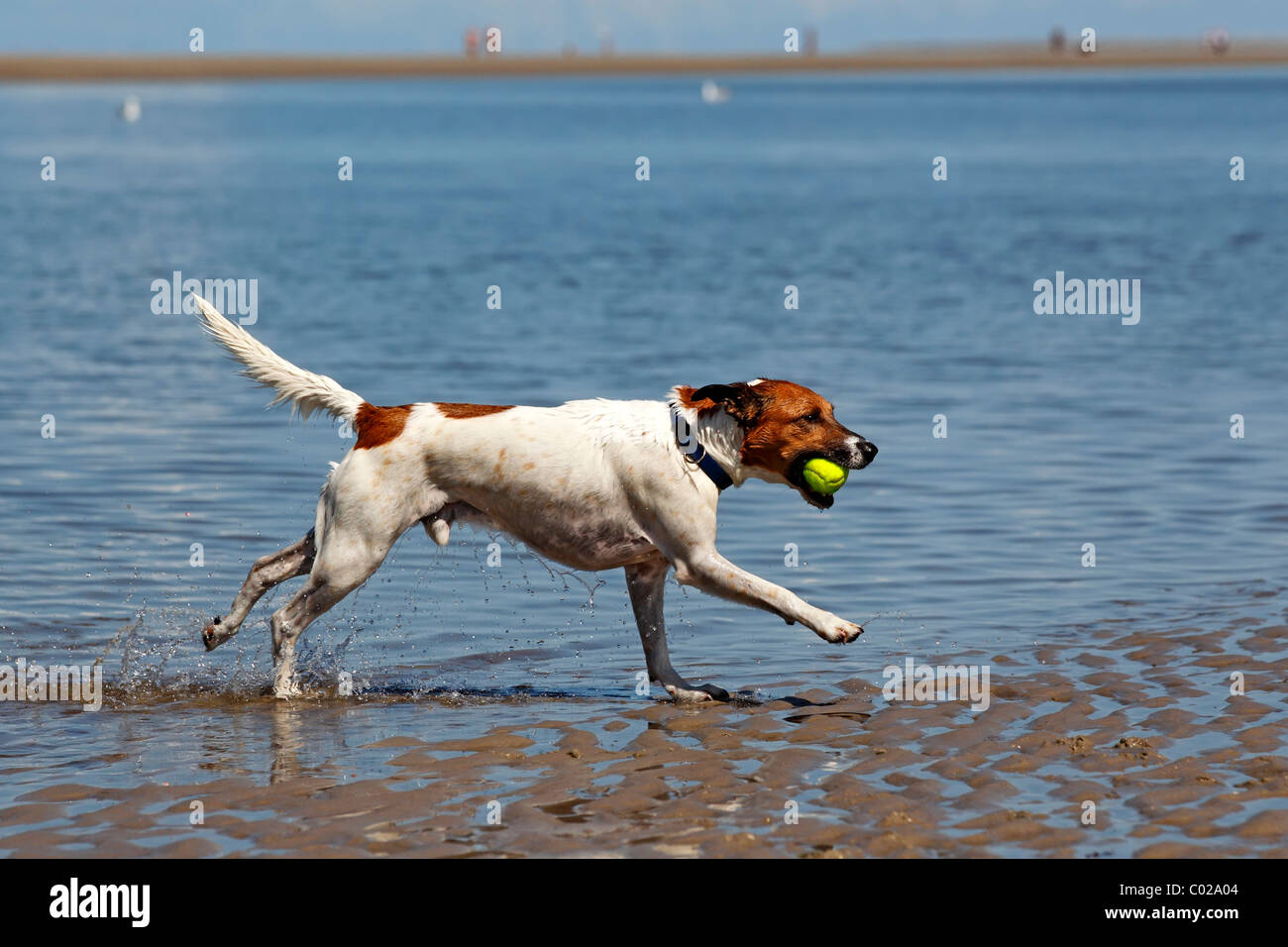 Male animal balls hi-res stock photography and images - Alamy