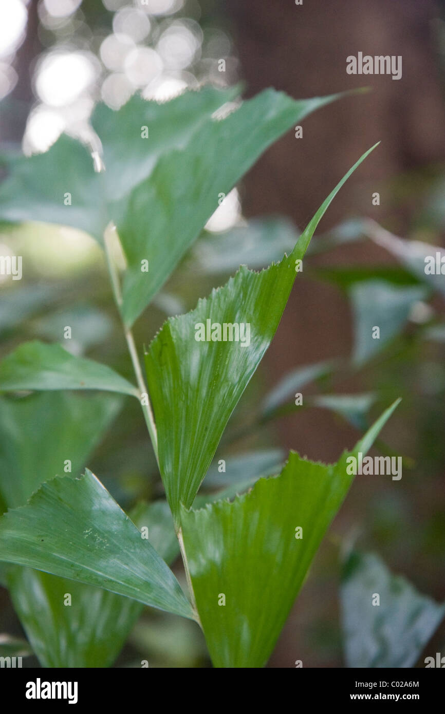 Indian jungle hi-res stock photography and images - Alamy