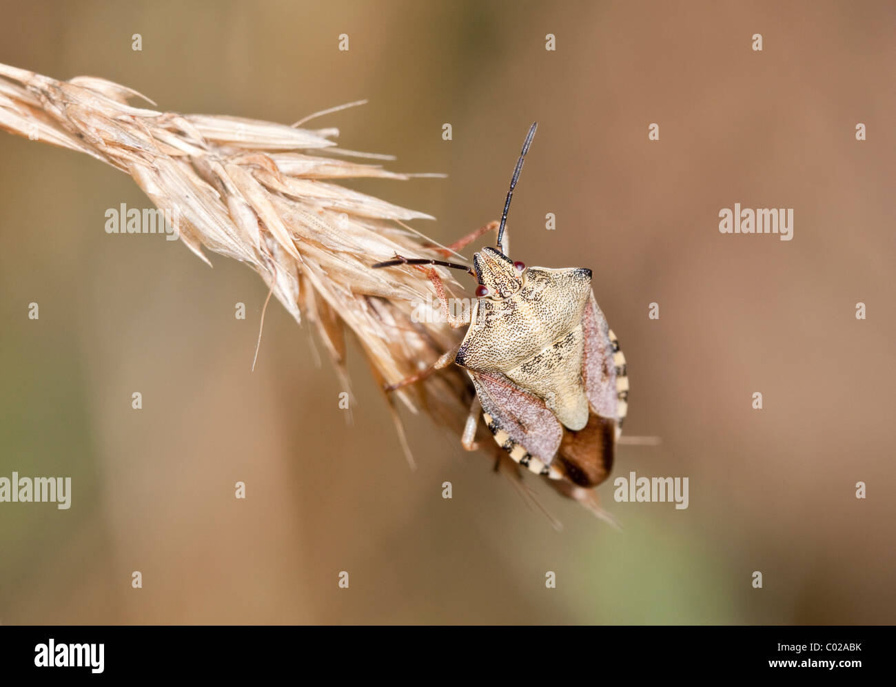 European stink bugs hi-res stock photography and images - Alamy
