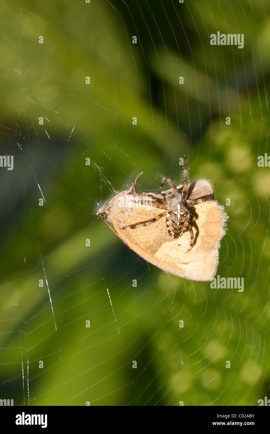 European garden spider, diadem spider or cross spider (Araneus ...