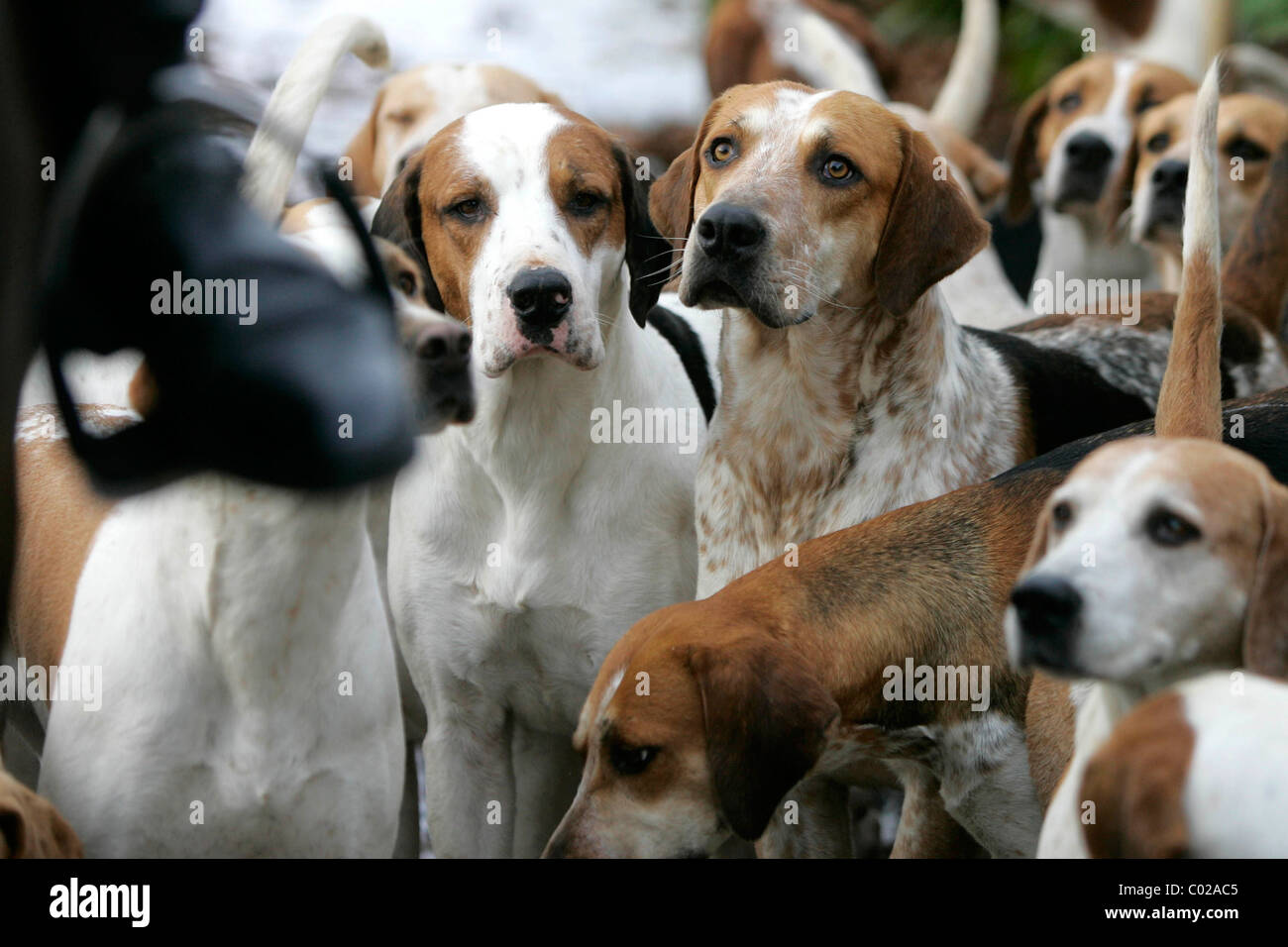 The Cambridgeshire with Enfield Chase Hunt meeting up at Eltisley Green ...
