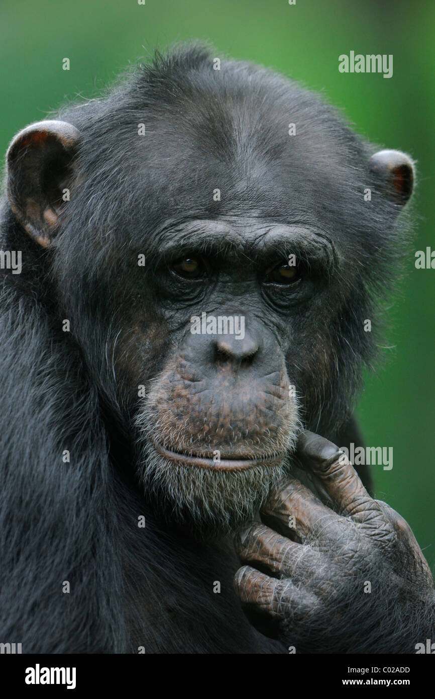 Pygmy chimpanzee or Bonobo (Pan paniscus), Portrait Stock Photo - Alamy