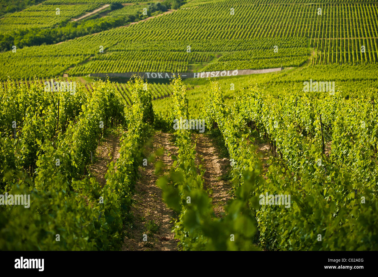Tokaj wine region hi-res stock photography and images - Alamy