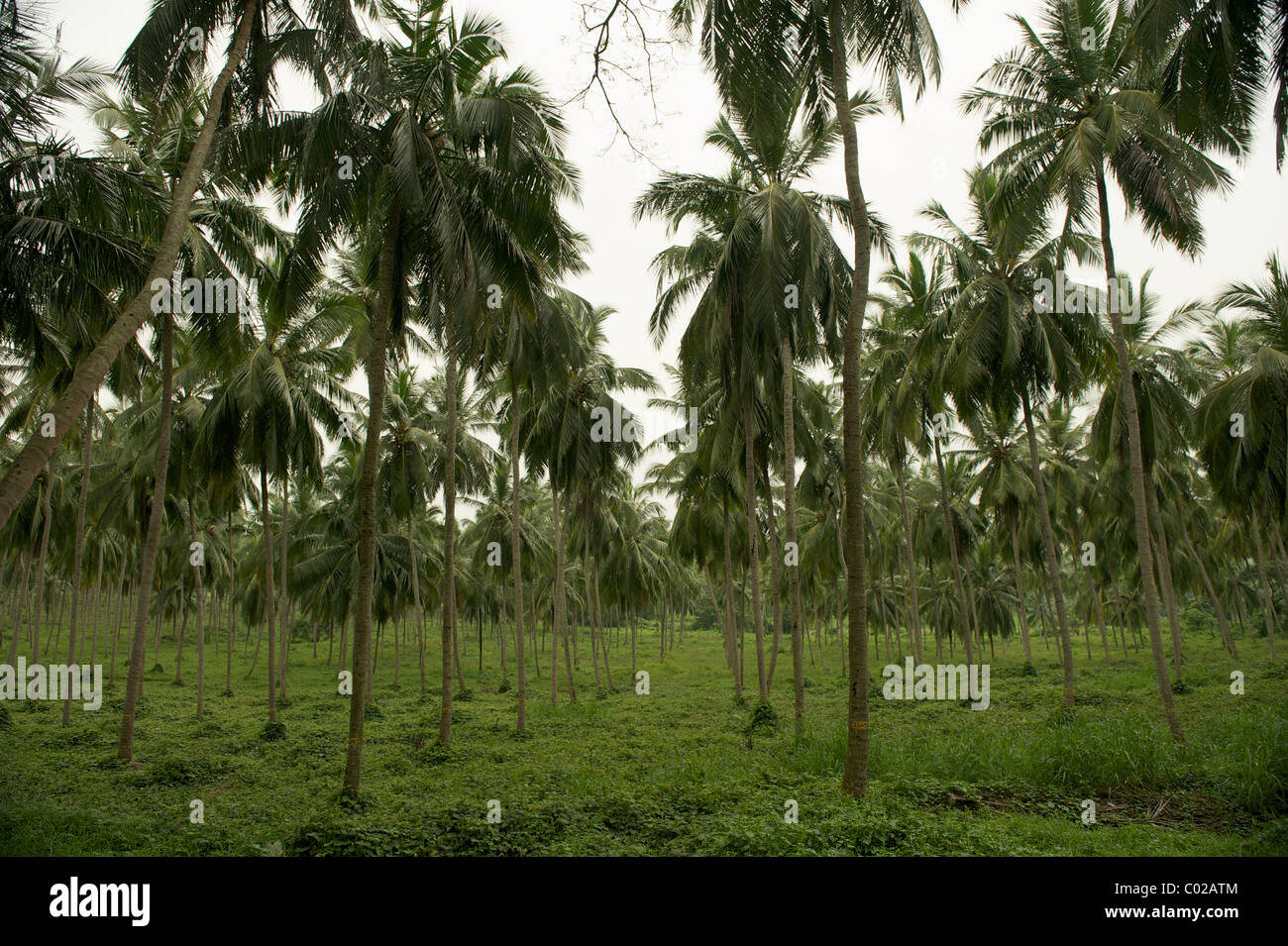 A field of coconut trees, Sri Lanka Stock Photo - Alamy
