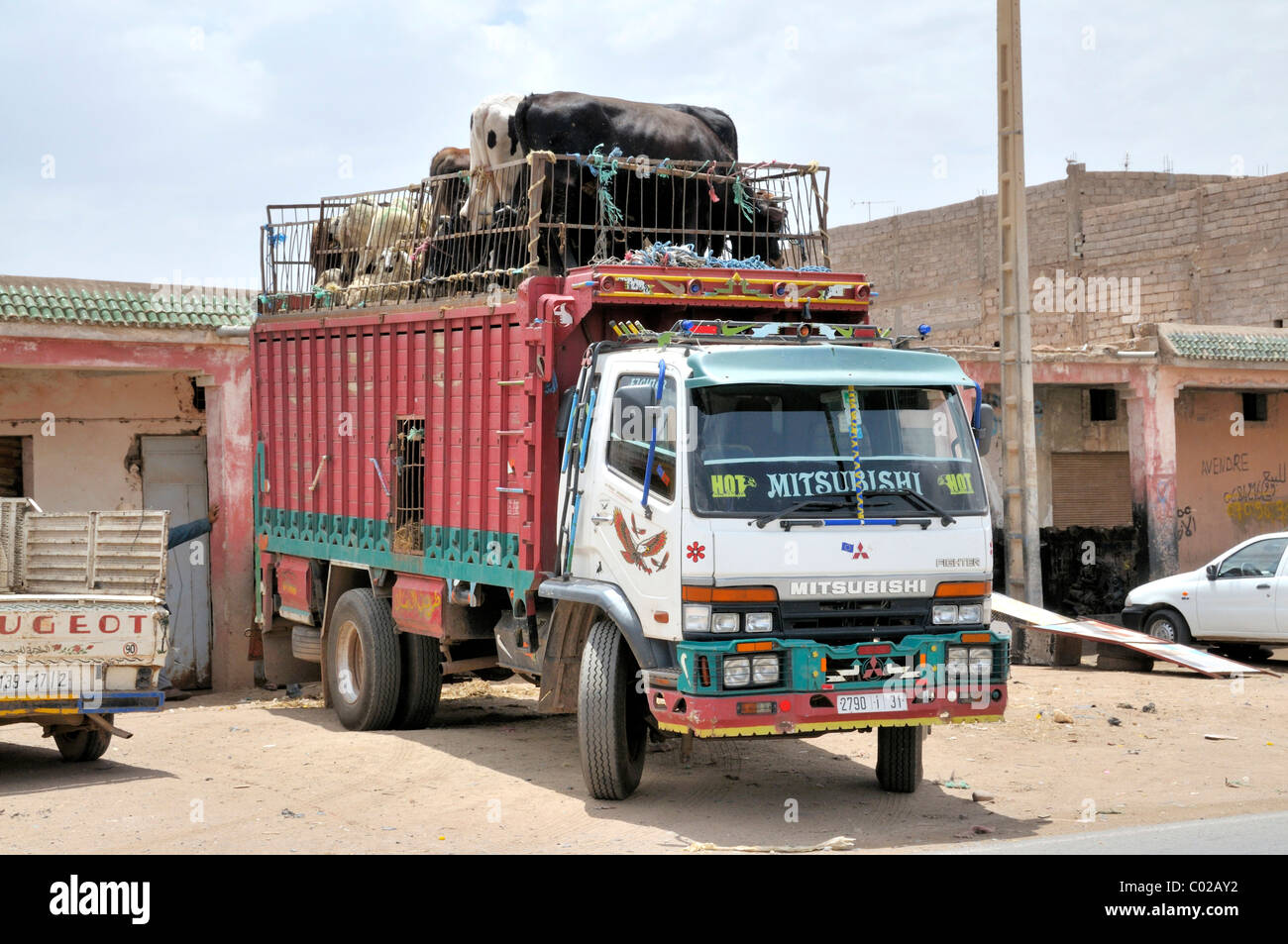 Sheep Cows Cow High Resolution Stock Photography and Images - Alamy