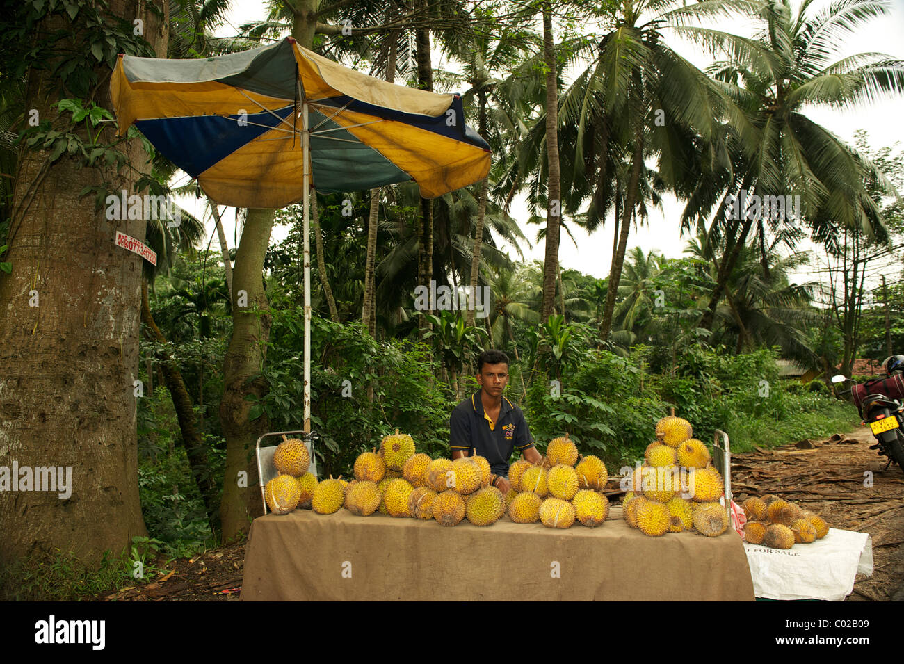 A roadside salesman selling Durian fruits in Sri Lanka Stock Photo - Alamy