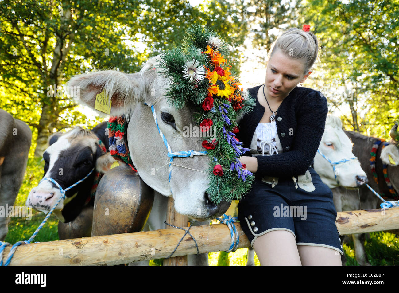 Decorating the lead animals for the return of livestock from high ...