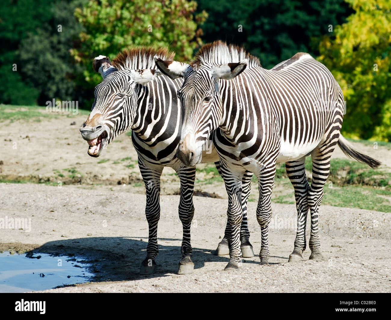 Two Grevy zebras (Equus grevyi) near a pond Stock Photo - Alamy