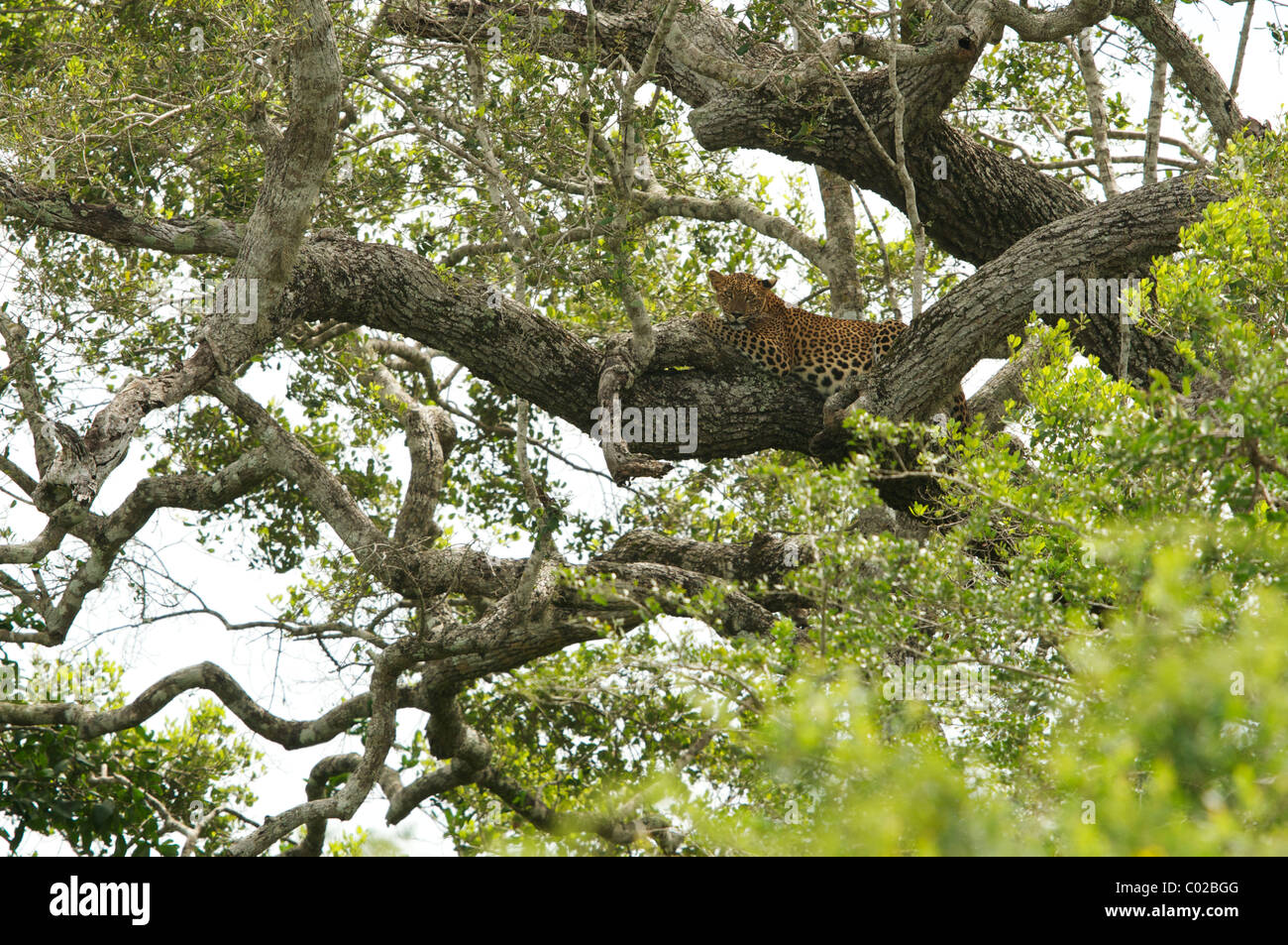 Asian leopard hi-res stock photography and images - Alamy