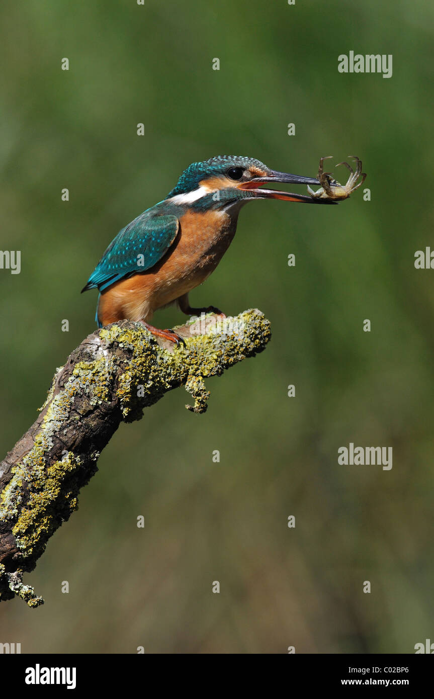 Kingfisher on perch alcedo hi-res stock photography and images - Alamy