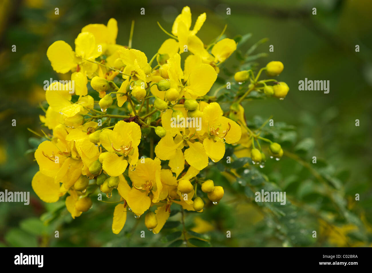 Ranawara (Senna auriculata) flowers Sri Lanka Stock Photo - Alamy