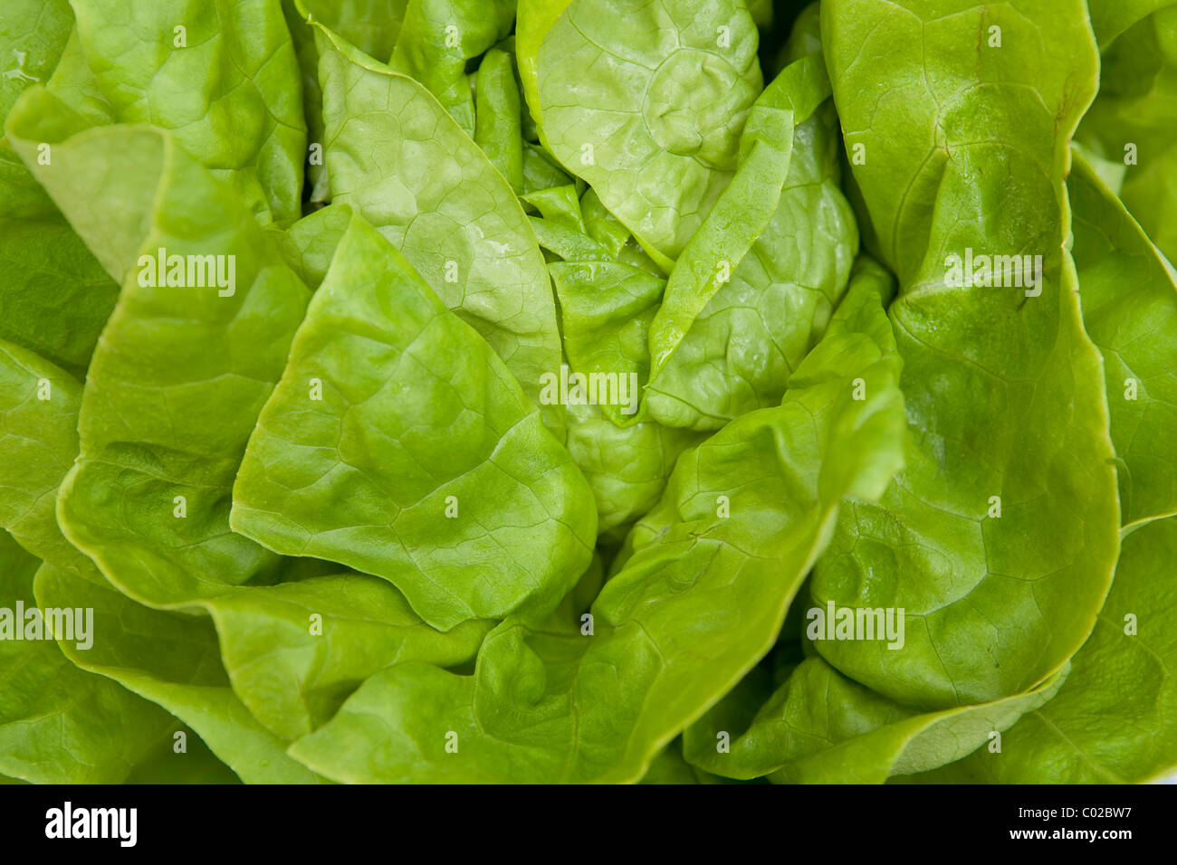 Salad, close-up, full screen Stock Photo - Alamy