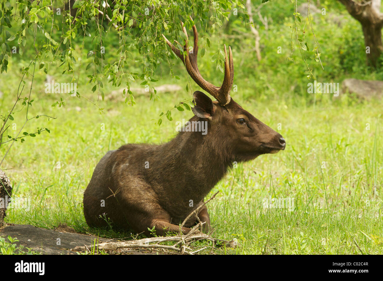 A Sambar deer (Rusa unicolor) Yala National Park Sri Lanka Stock Photo ...