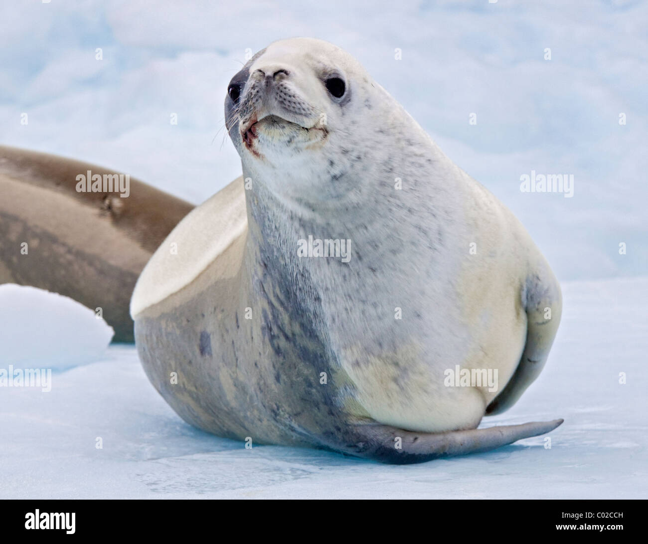 Crabeater Seal ( lobodon carcinophagus) on an iceberg, Lemaire Channel ...