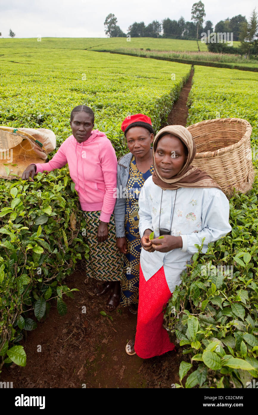 Kenyan tea plantation female workers hi-res stock photography and ...