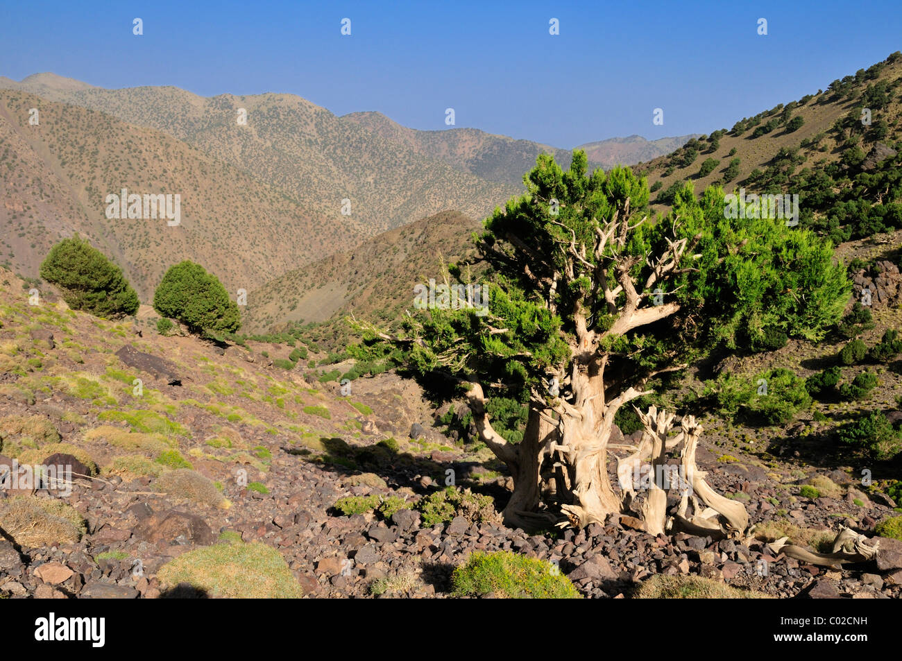Ancient Juniper tree (Juniperus), in the High Atlas, Toubkhal National ...