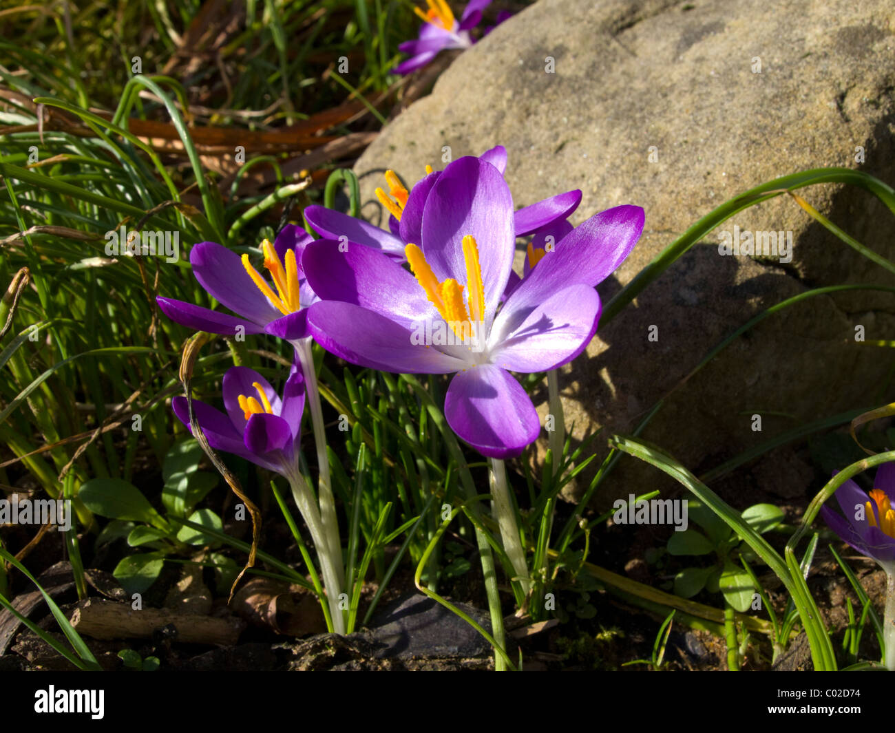 Spring crocus uk hi-res stock photography and images - Alamy