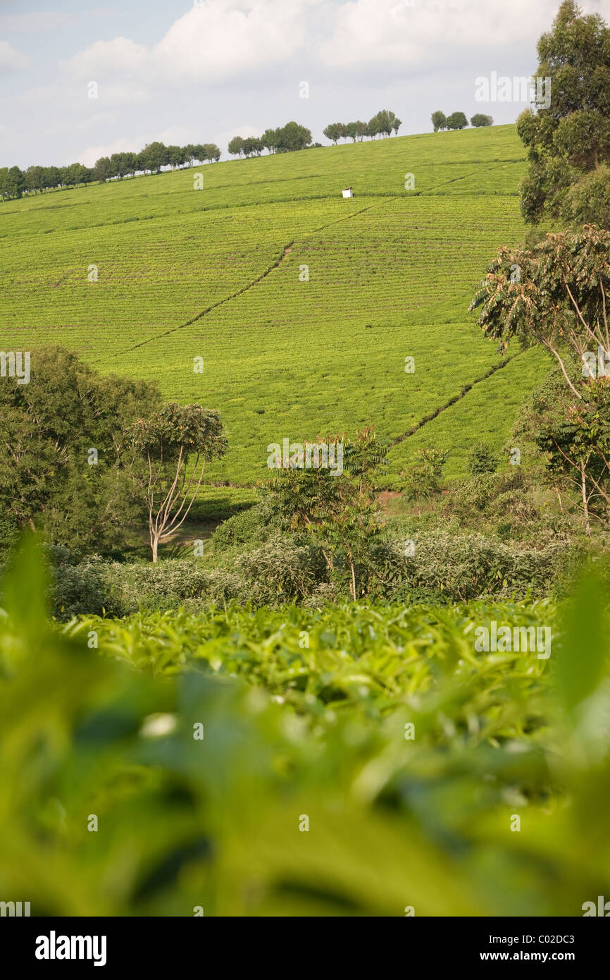 Kenya tea fields hi-res stock photography and images - Alamy