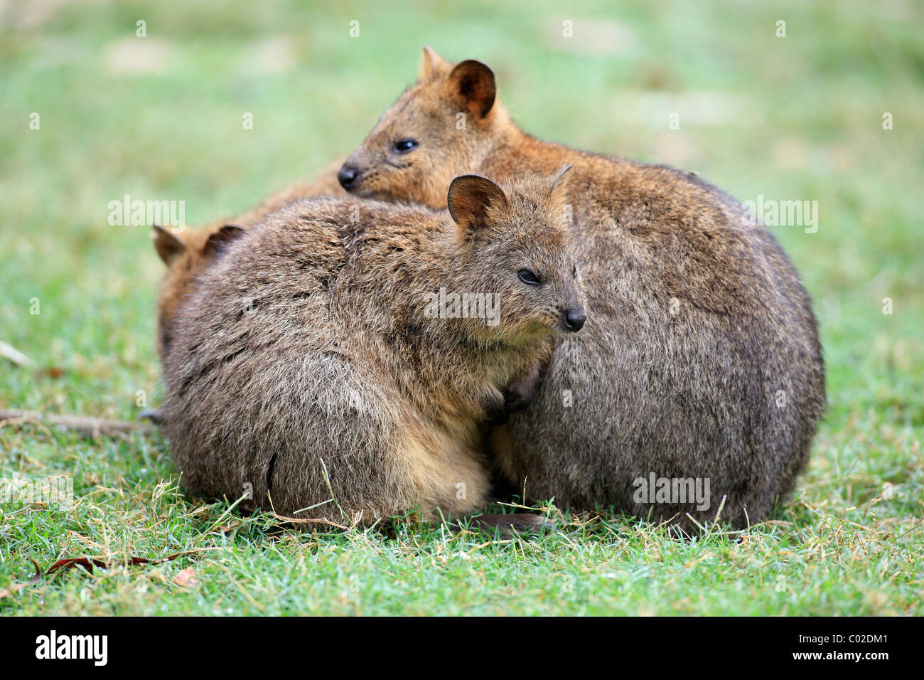 Quokka (Setonix brachyurus), adult couple, Australia Stock Photo - Alamy