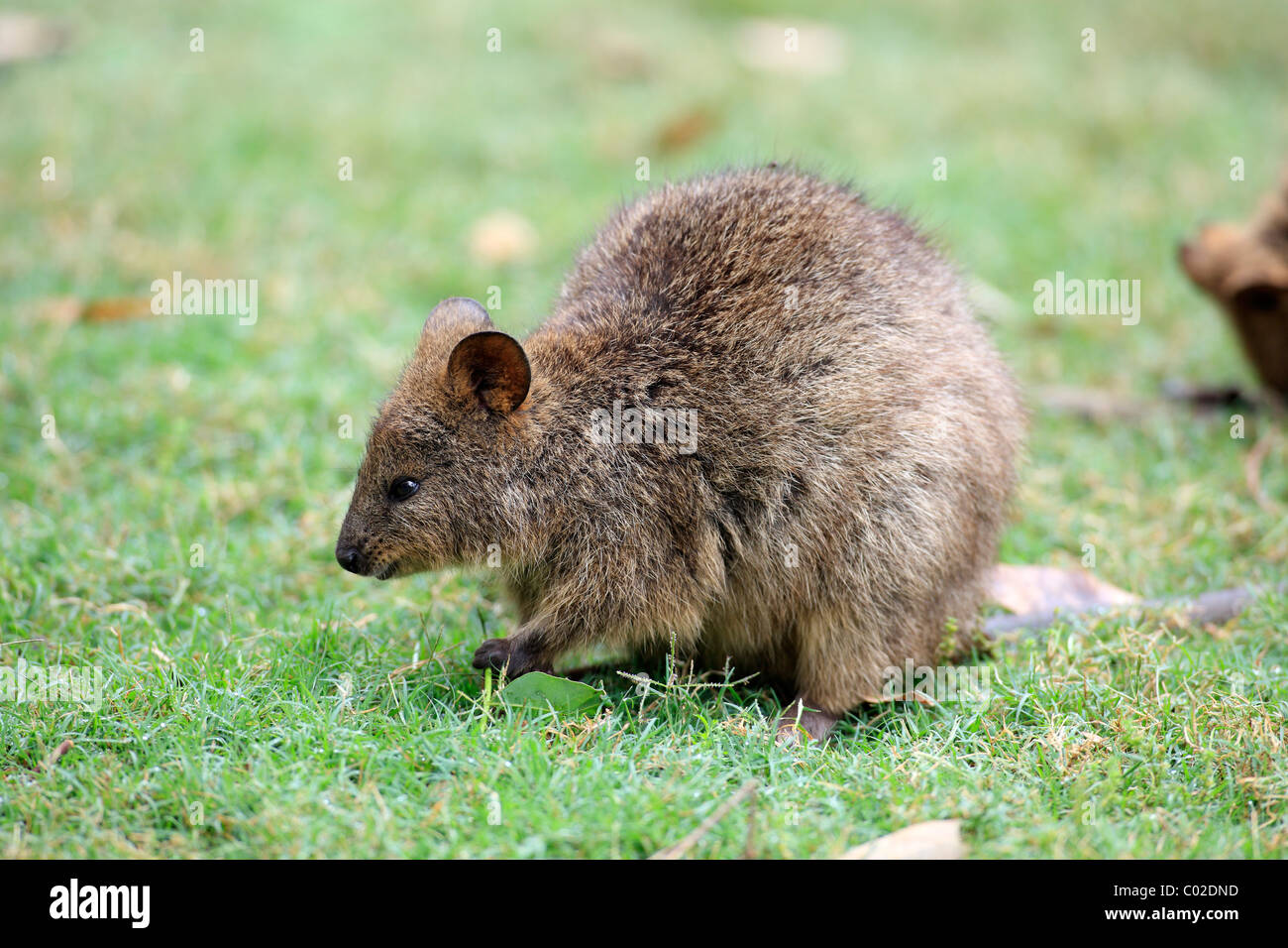 Quokka (Setonix brachyurus), adult couple, Australia Stock Photo - Alamy