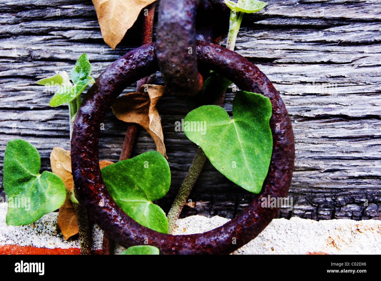 Rusty Door Handle with foliage Stock Photo - Alamy