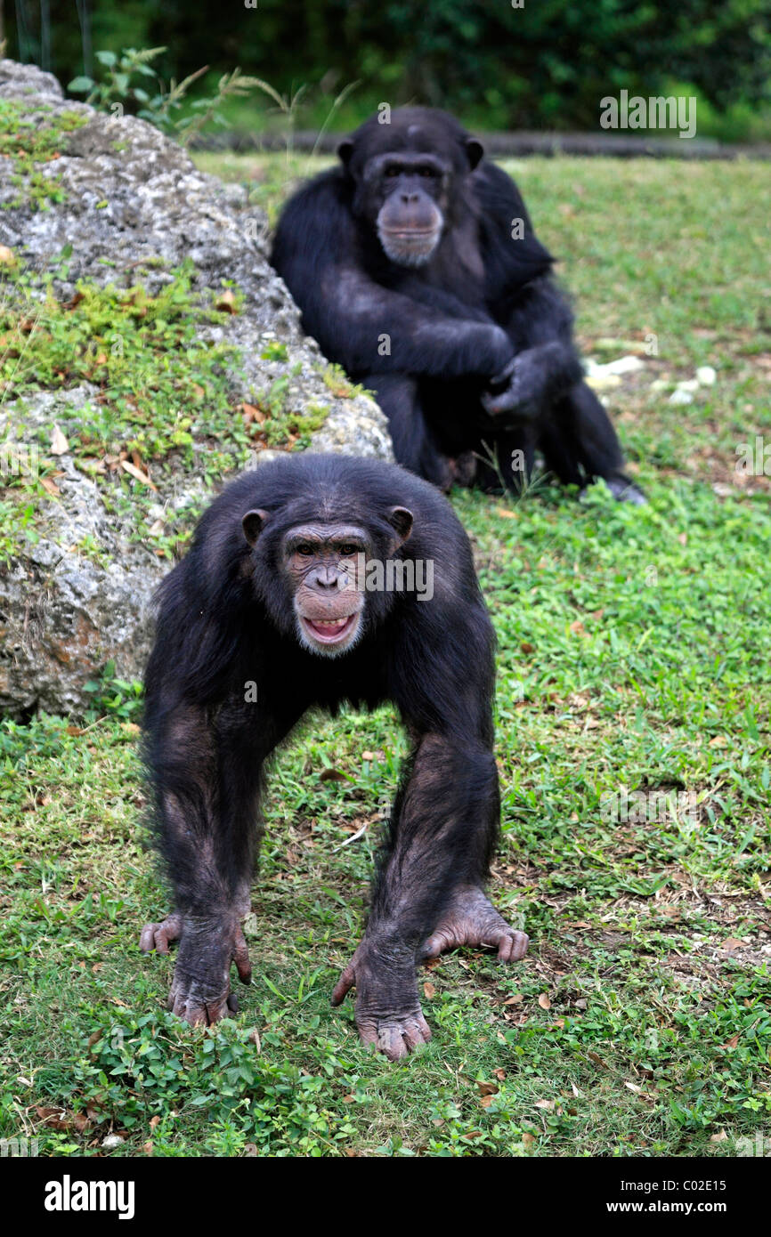 Female chimpanzee hi-res stock photography and images - Alamy