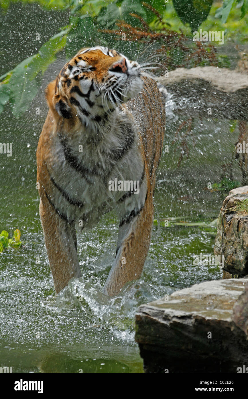 Tiger splashing water hi-res stock photography and images - Alamy