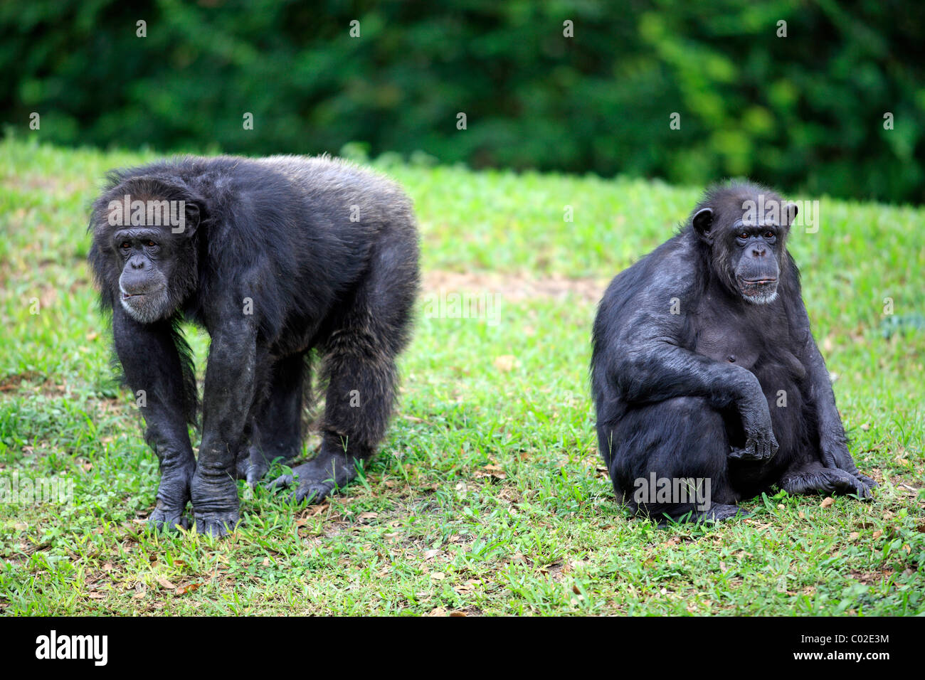 Two robust chimpanzees hi-res stock photography and images - Alamy