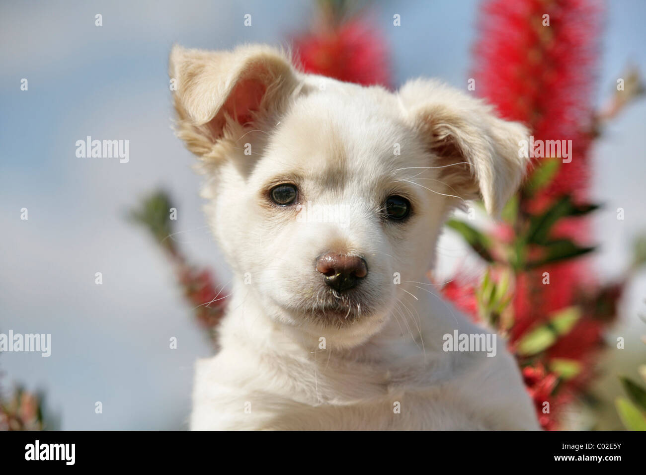 Labrador crossbreed hi-res stock photography and images - Alamy