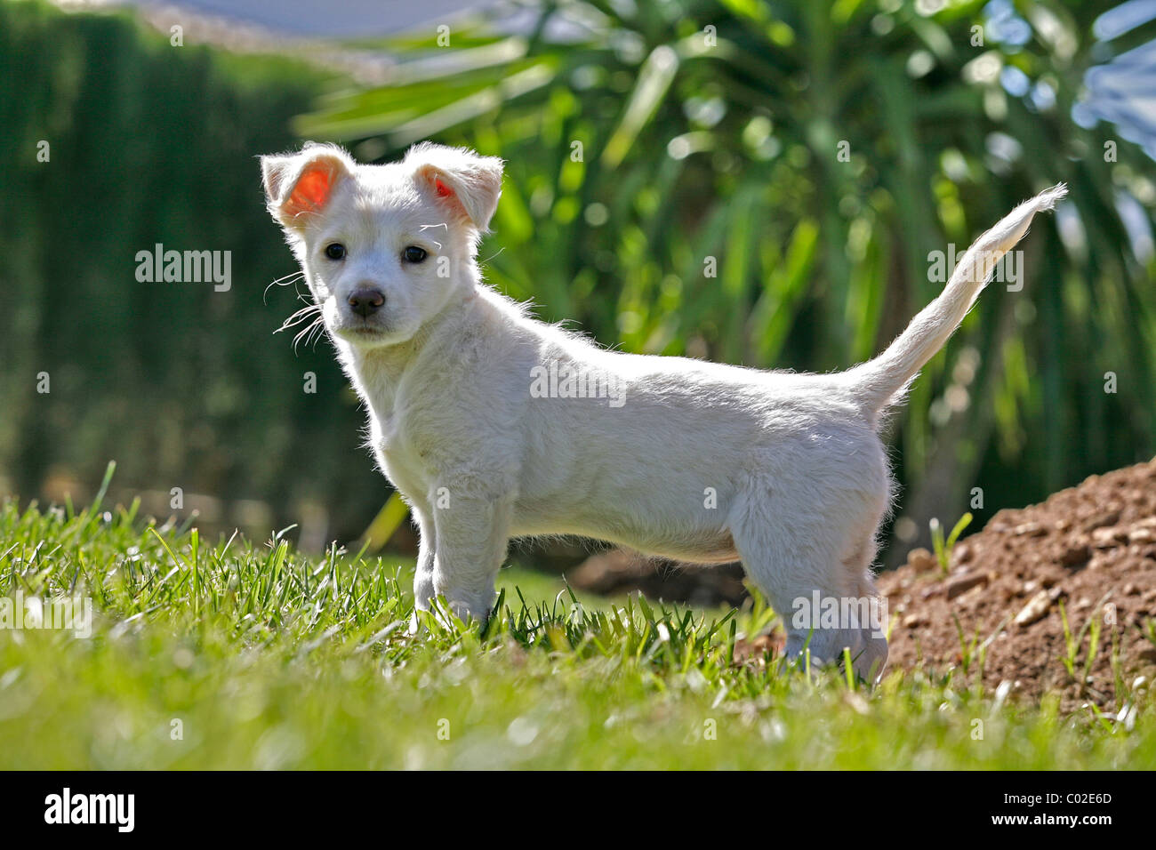 Labrador crossbreed pup Stock Photo - Alamy